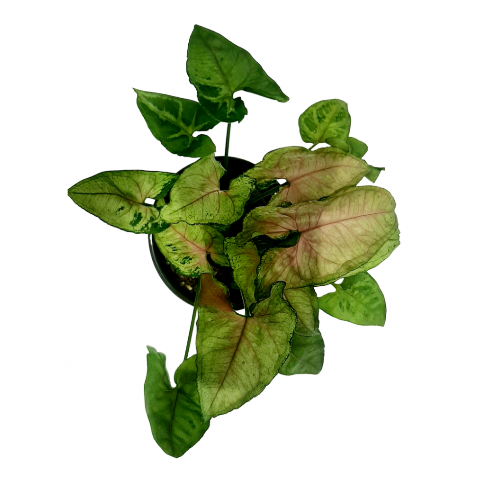 Syngonium Podophyllum ‘Bold Allusion’ – Natura Gardens